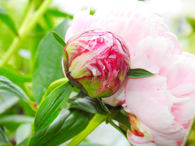 Peony Parade! — The Yellow Spectacles