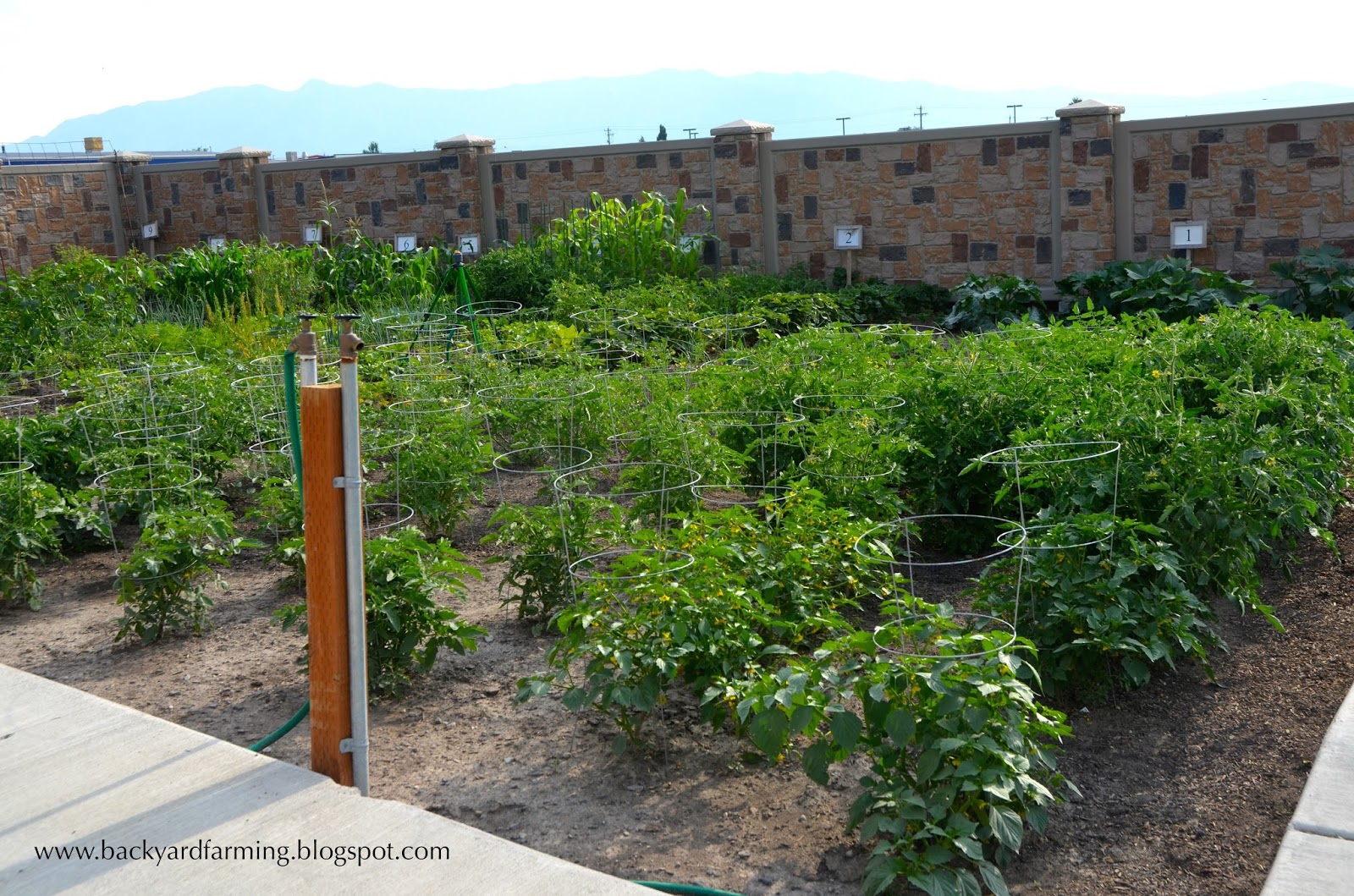 Backyard Farming: Apartment complex provides garden plots to residents