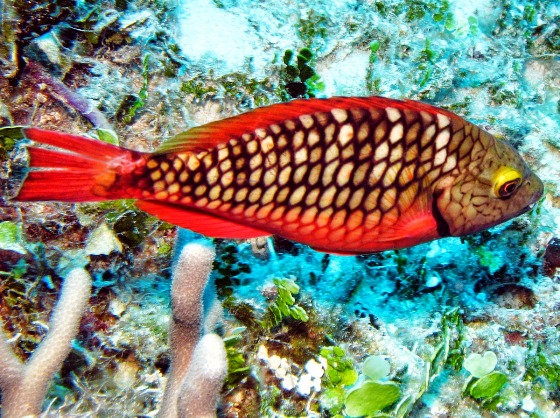 PARROTFISH photos - wallpapers (ανανεωμένο) | the fun bank