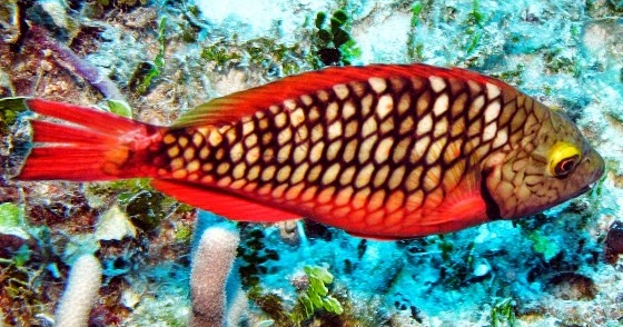 PARROTFISH photos - wallpapers (ανανεωμένο) | the fun bank
