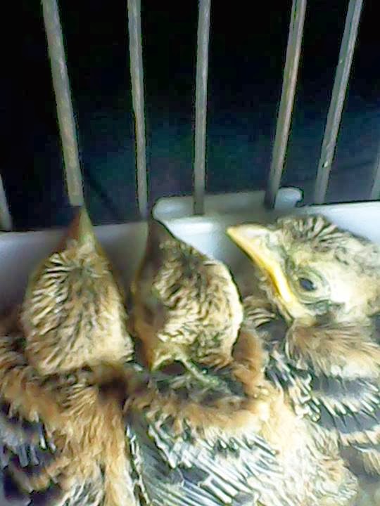 Habitat Burung Cendet dan Pembiakannya