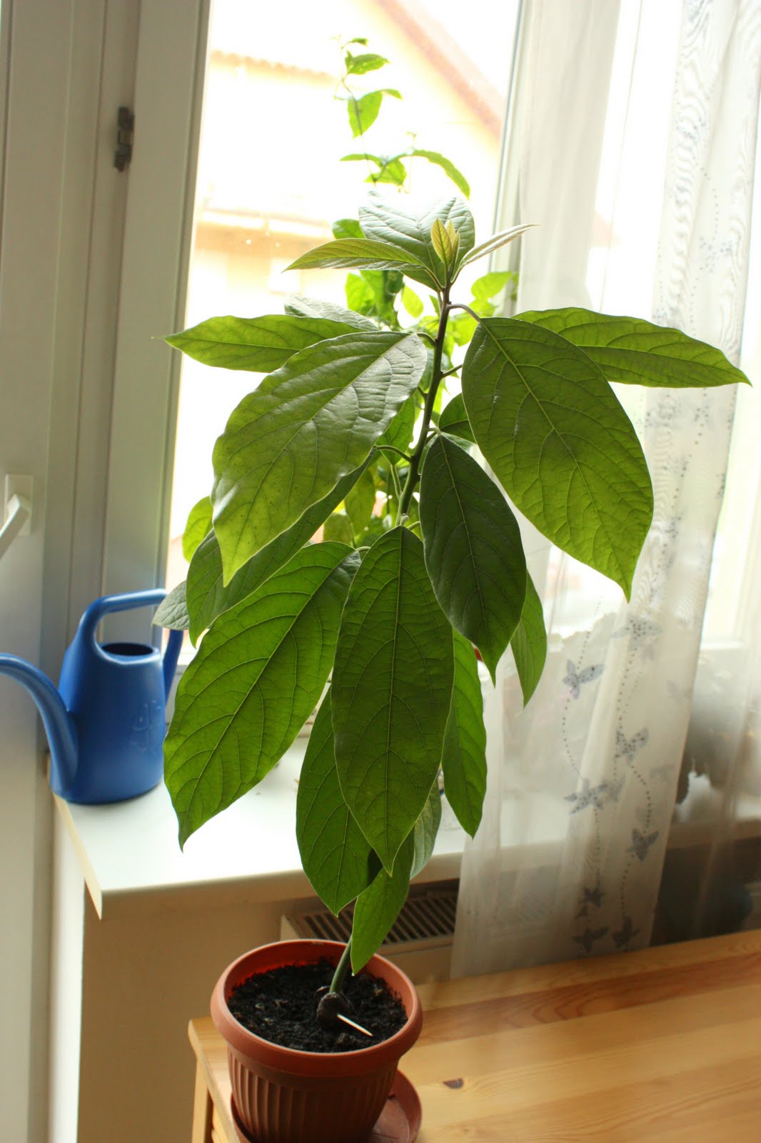 Zielona Chata: Awokado z pestki rośnie jak na drożdżach