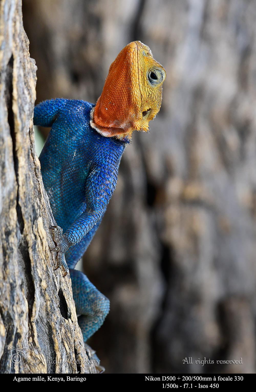 WILDLIFE GATEWAY: Les Agames des colons, ou Margouillat