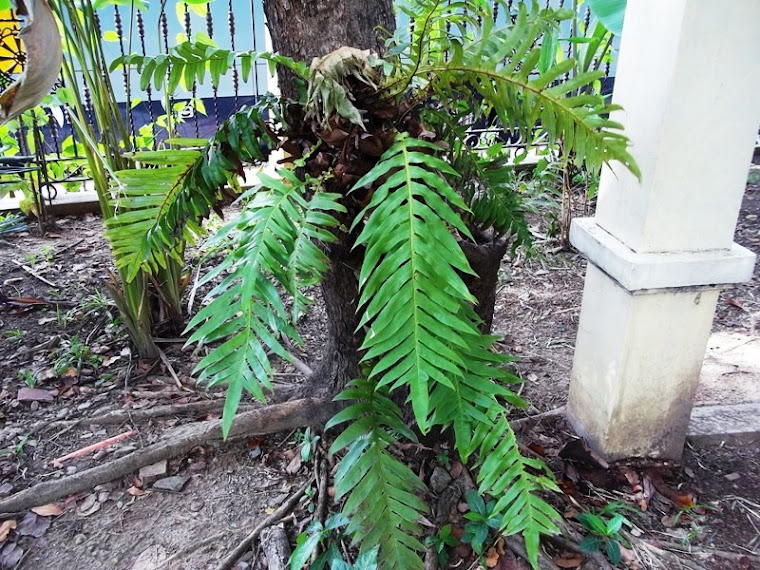 MANDALUYONG'S HIDDEN EDEN