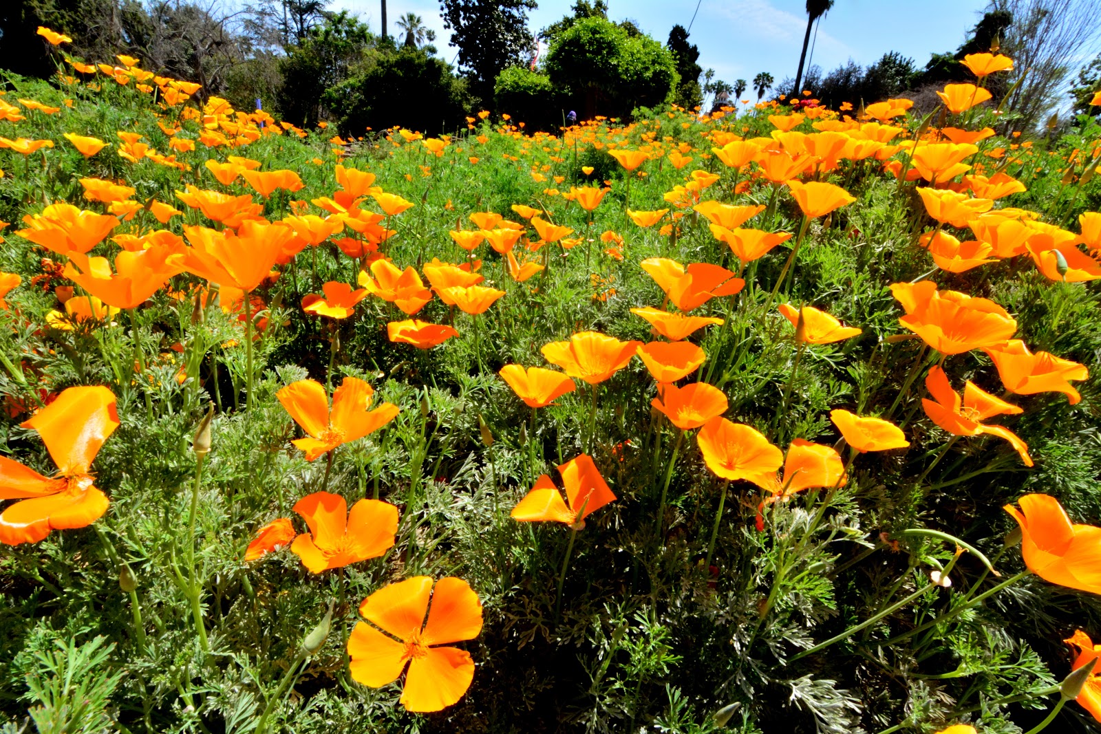 L.A. County Arboretum & Botanic Garden Plant Info: April Heat Brings ...