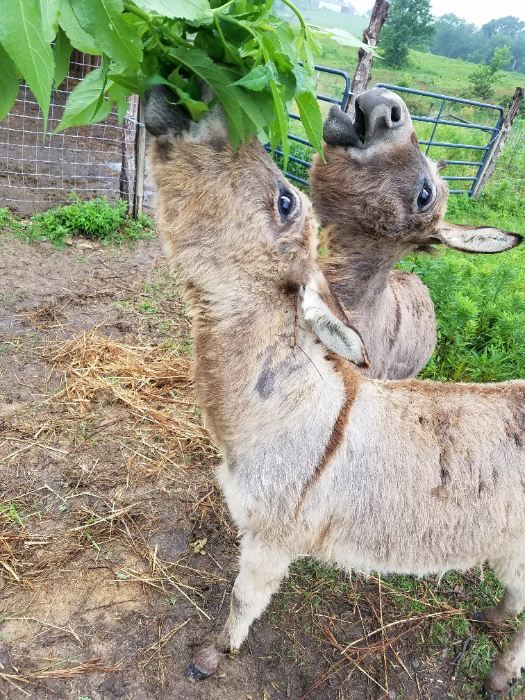 International Blue: Donkey Ding-Dong Secret