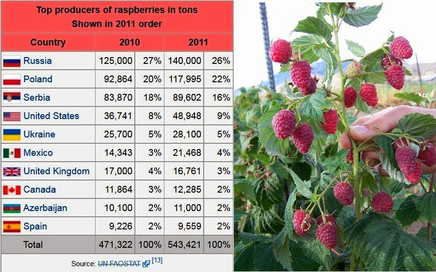 Business Ideas | Small Business Ideas: Start Your Own Raspberry Farming ...