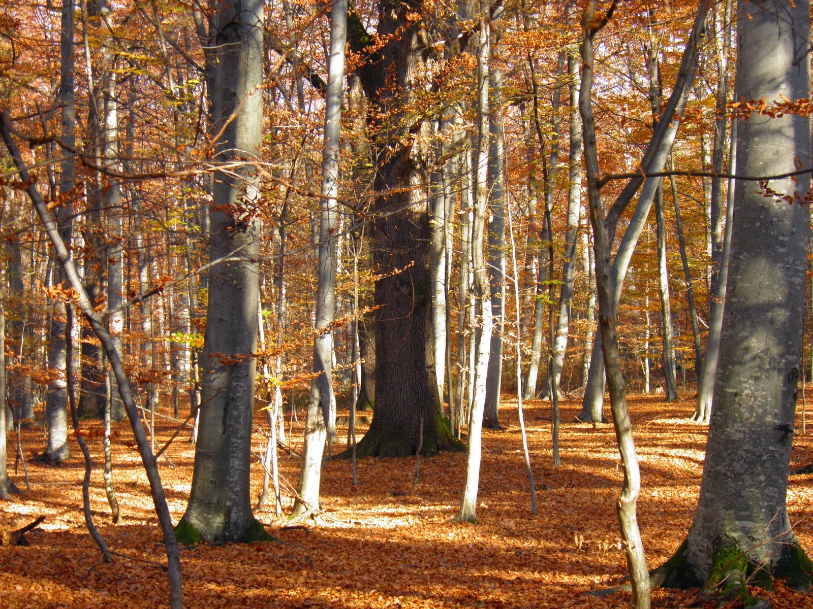 PASARI DIN ROMANIA: ULIU PORUMBAR (ULIUL GAINILOR), Accipiter gentilis