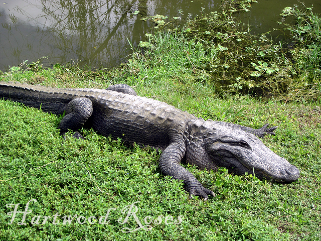 Hartwood Roses: Key West, Days 4, 5, and 6