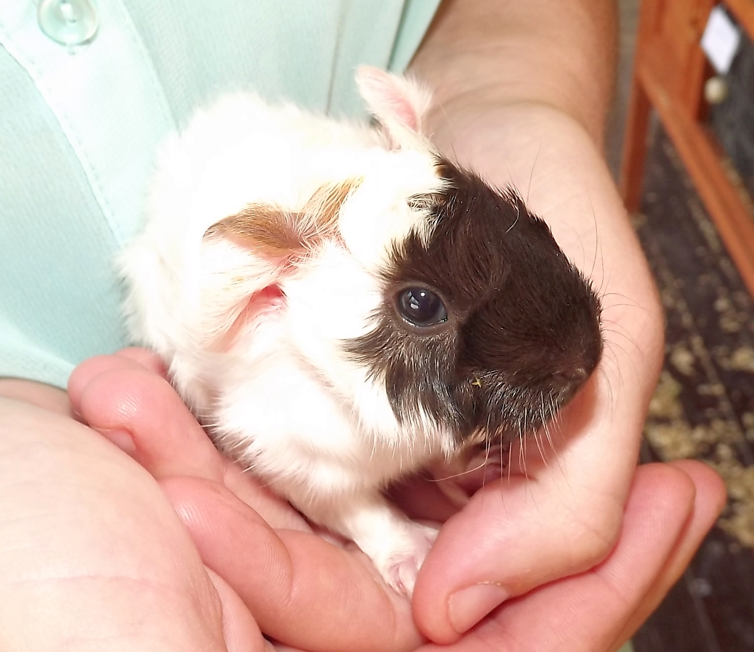 My Cavy Kingdom: Breeding