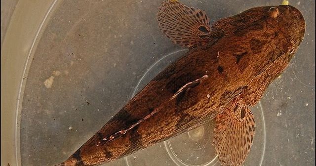 Hama dan Penyakit Ikan Betutu serta Cara Mengatasinya
