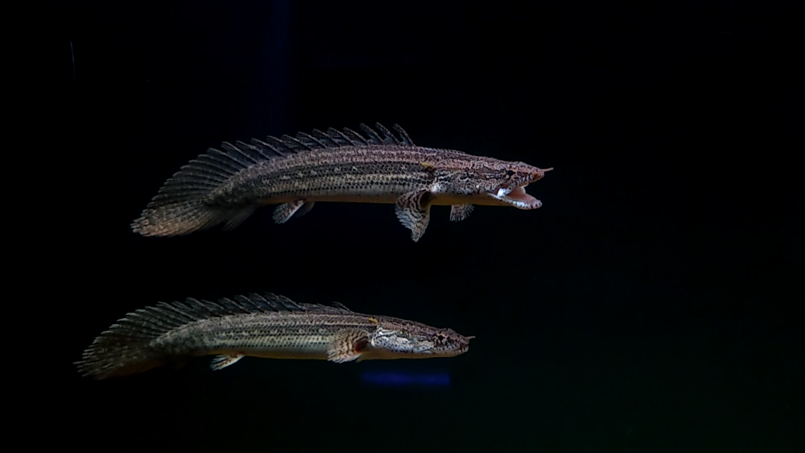 Polypterus Lapradei