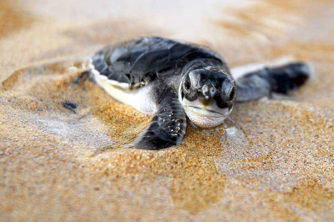 Best of nature: Why Do Sea Turtles Cry When They Lay Their Eggs?
