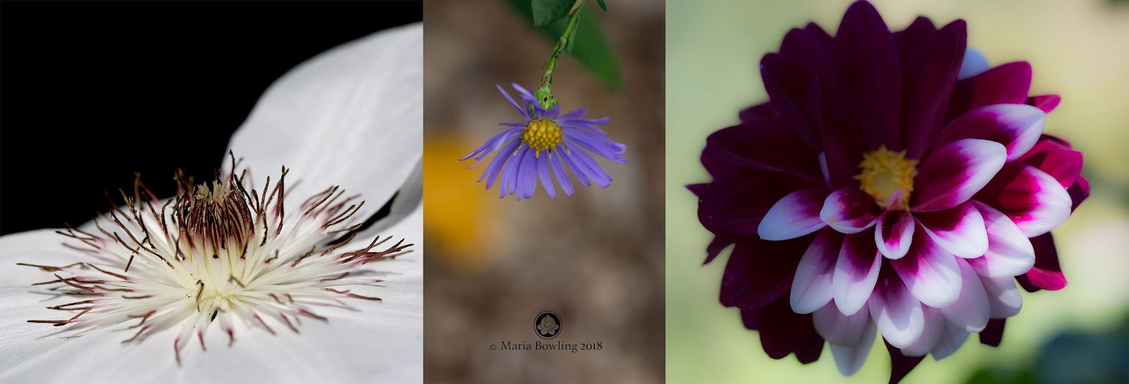 Pretty Medicine : 2018