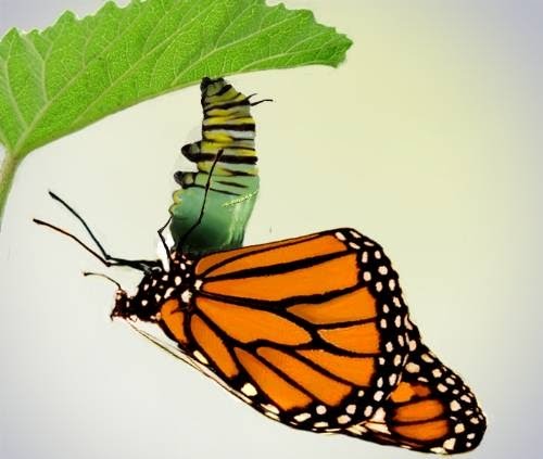 Kepompong dan Kupu-Kupu Cantik ~ Sepak Pojok