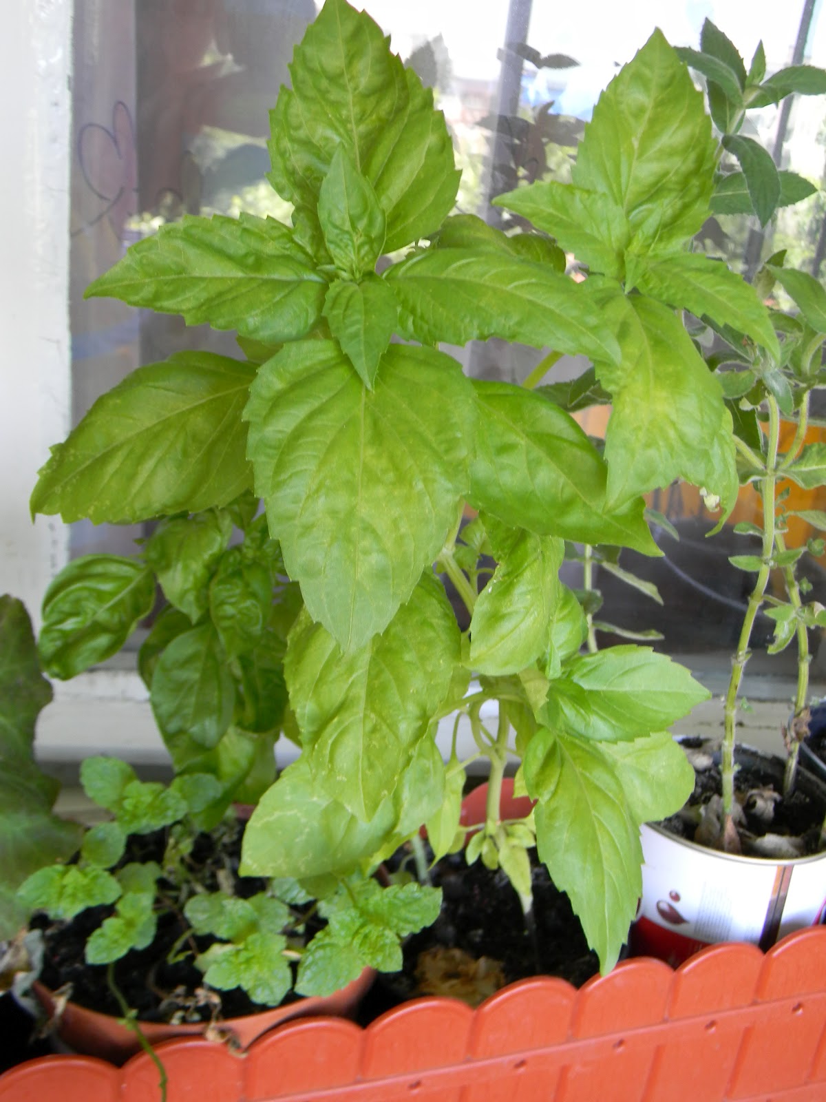 Gradina de pe balcon