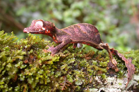 animales contentos: El gecko cola de hoja