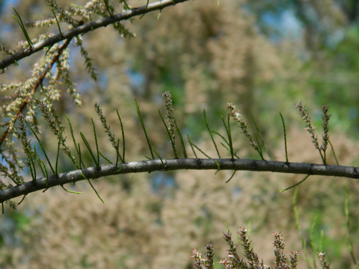 LA MULTI ANI, ROMANIA!: Tamarisc