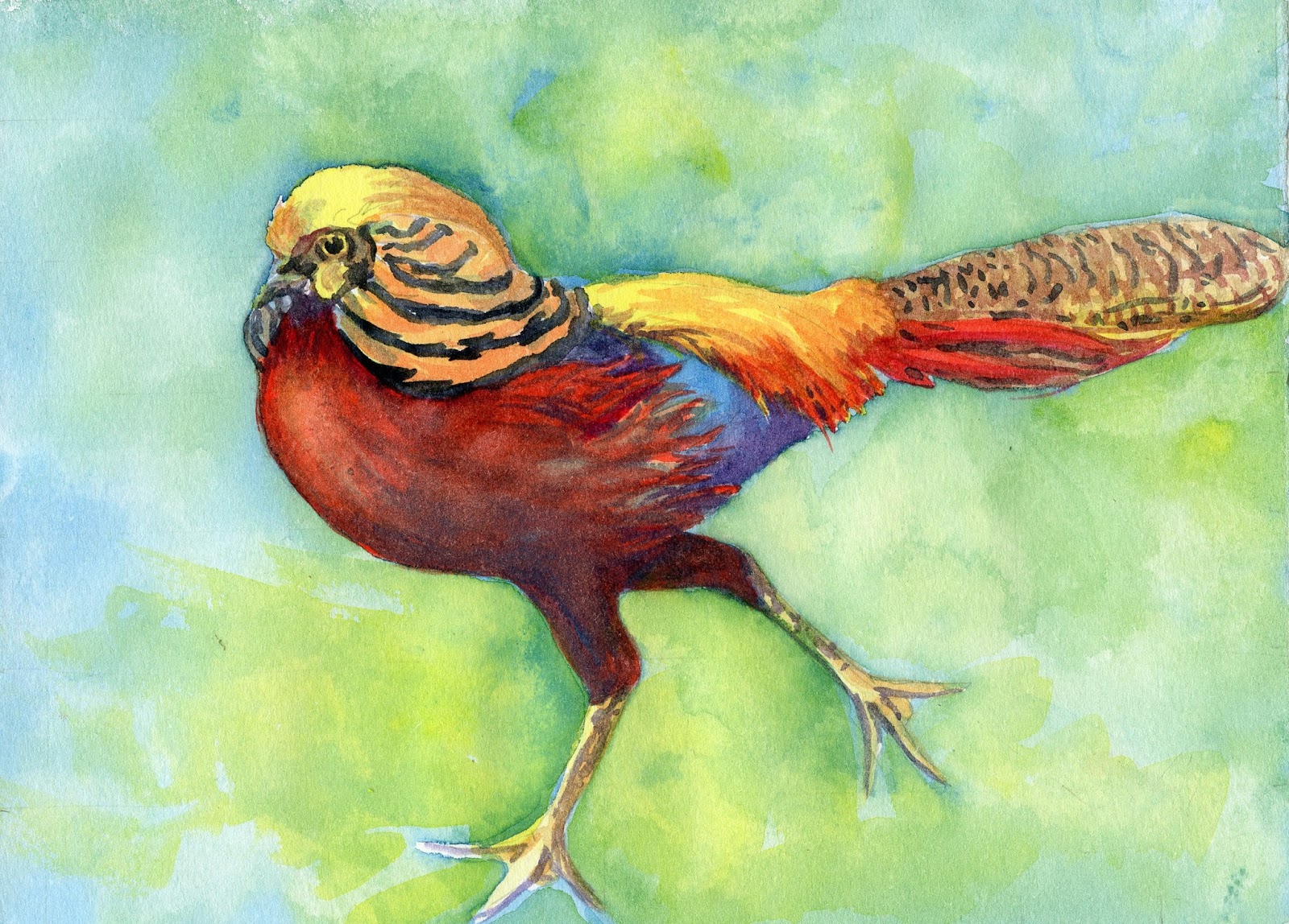 Golden Pheasant - Week 45 of 52 Weeks of Watercolor Birds # ...