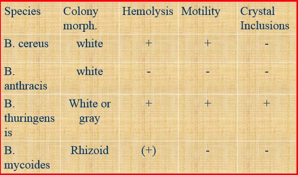 microbiology: Food infection by Bacillus cereus