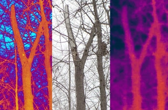 Infrared Birding: Comparing IR Devices