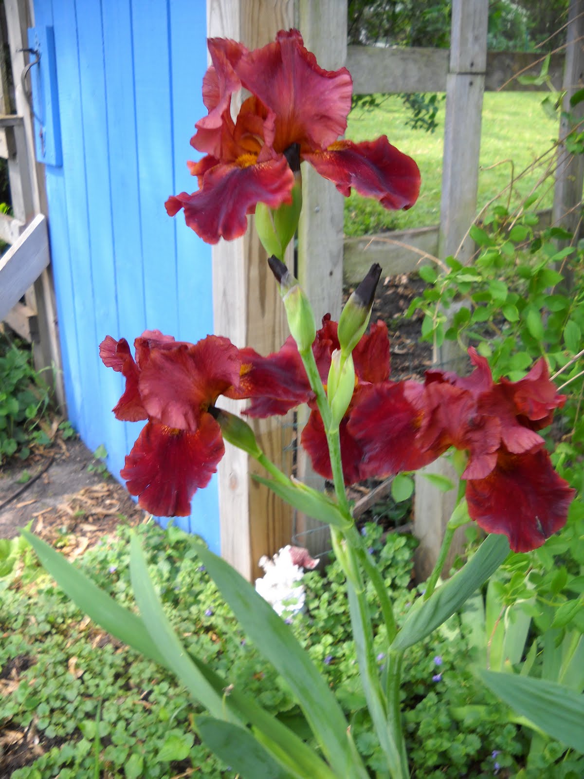 Larry's Creative Zone: Garden activity.......