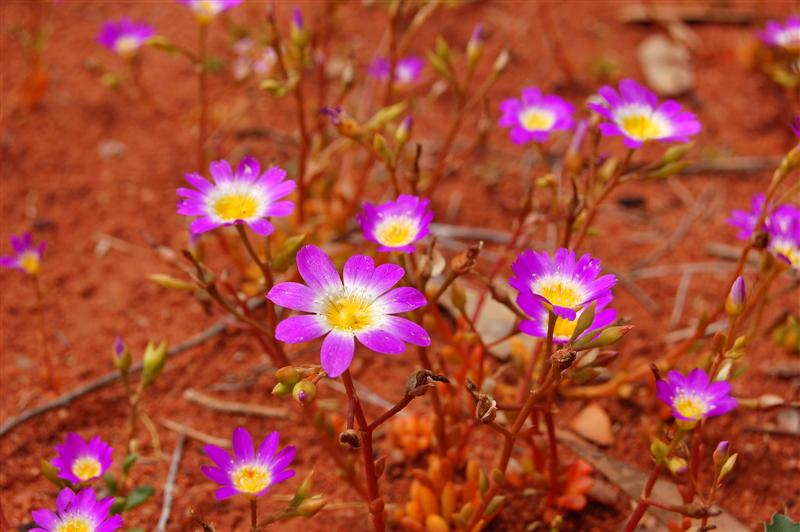 WA Zoologist: Into The Great Victoria Desert