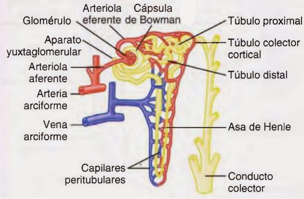 Casi-Paramédico: Anatomía fisiológica de los riñones