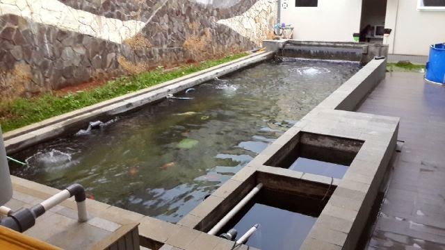 Review Kolam Full Equiped by Evolution Aqua Products ~ Waterdecor ...