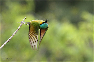 WILPATHTHU NATIONAL PARK