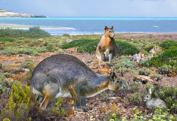 Species New to Science: [Mammalogy • 2011] Nuralagus rex | Minorcan ...