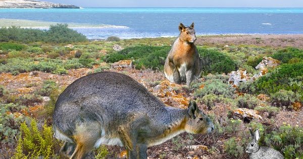 Species New to Science: [Mammalogy • 2011] Nuralagus rex | Minorcan ...