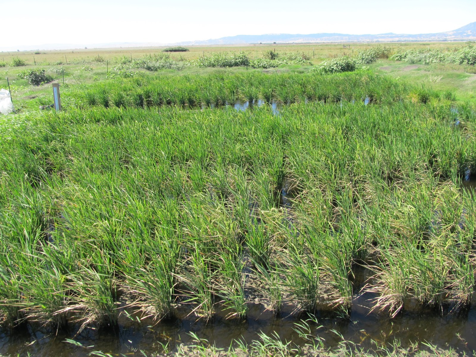 Delta Science Center: Rice is flowering stage