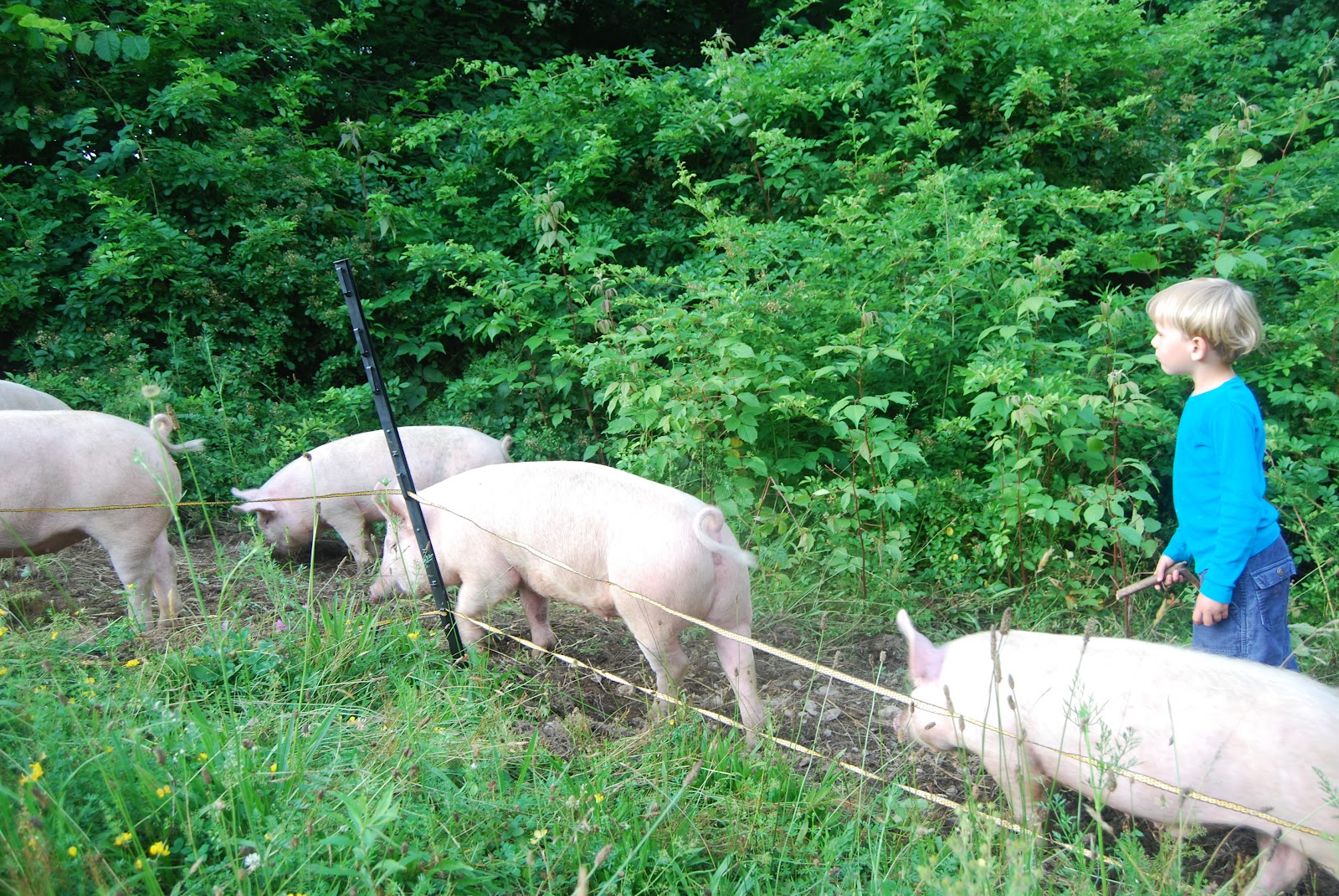 Climbing Tree Farm: Pigs