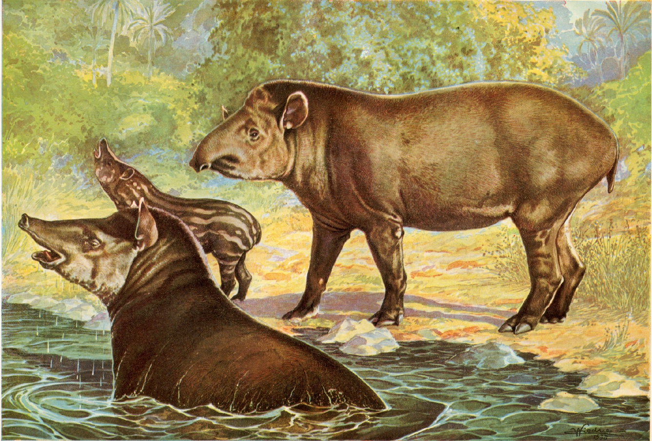HISTORIAS ZOOLOGICAS: HISTORIA DEL TAPIR O ANTA (Tapirus terrestris ...