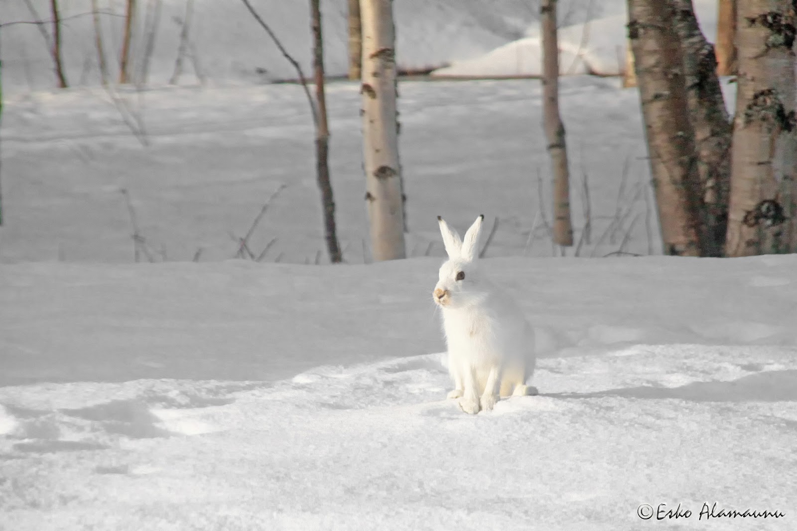 Eko-Kuvia: Viti-Valkoista...
