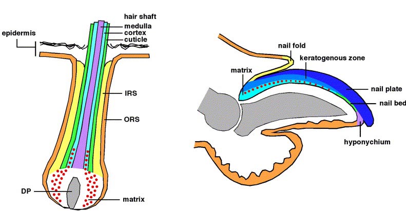 As Many Exceptions As Rules: Tough As Nails