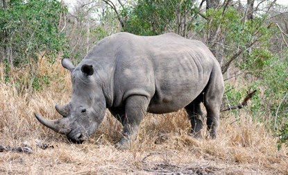 Ensalada de palabras: ABADA
