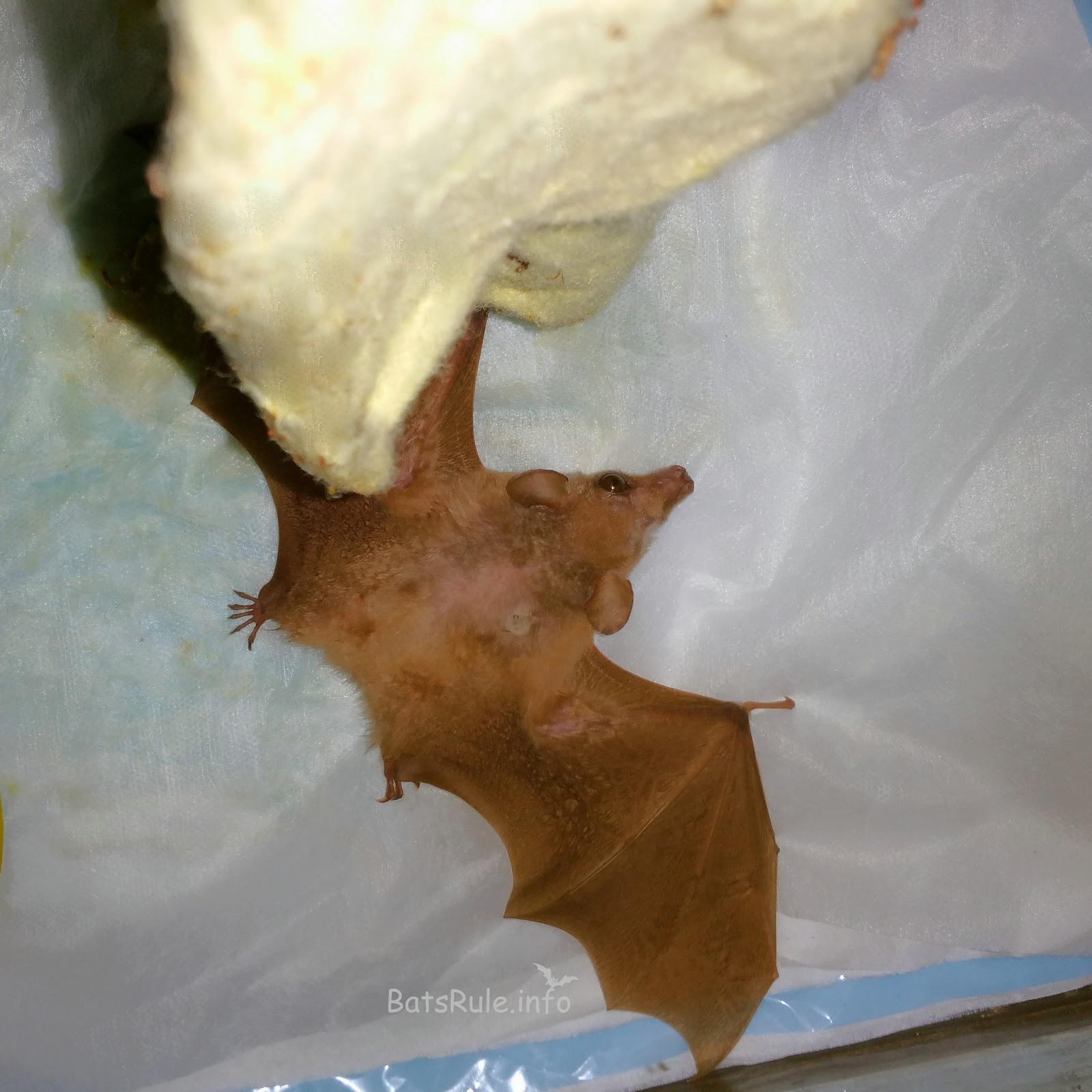 Rehab | Megabats & Blossom bat, Flying-fox, Fruit bat