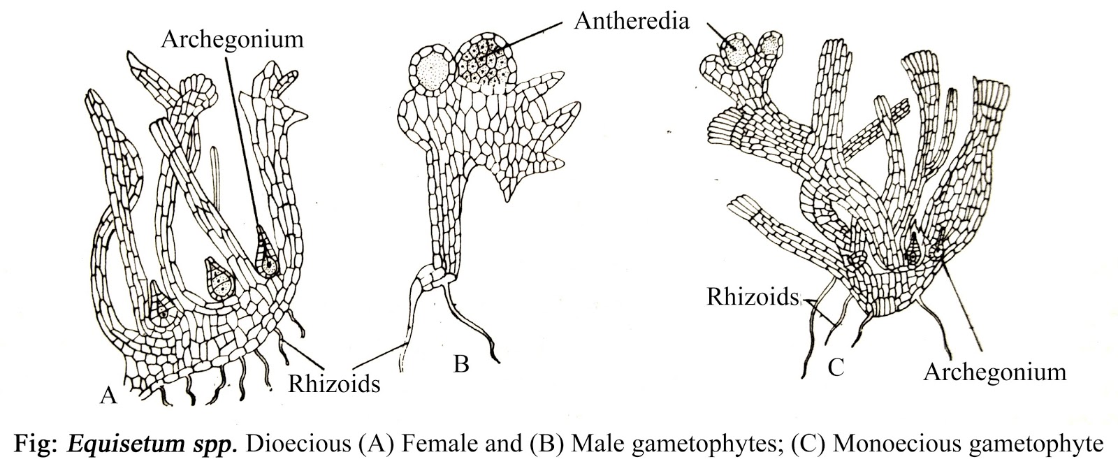 EQUISETUM - CLASSIFICATION, STRUCTURE OF SPOROPHYTE, REPRODUCTION, STRUCTURE OF GAMETOPHYTE AND ...