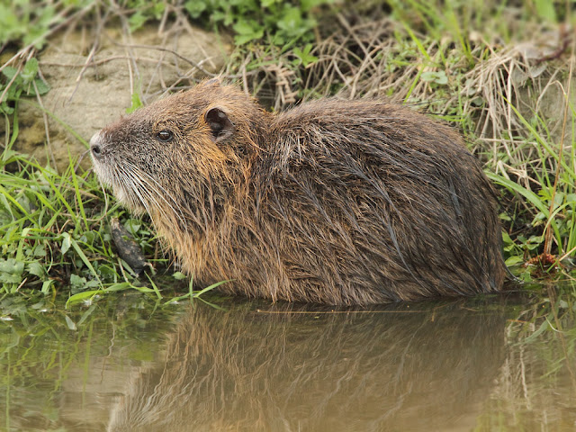 Miradas Cantábricas: Coipú