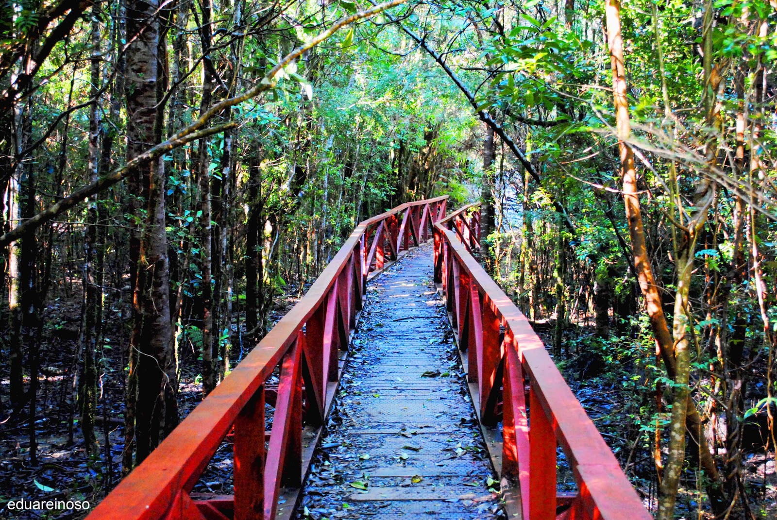 Ojos de Concepción: Selva Valdiviana, Parque Oncol - Valdivia