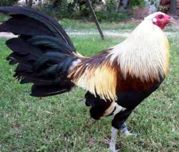The Golden Rooster DERBY DE GALLOS DE COMBATE