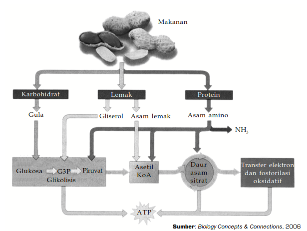 Rangkuman Biologi Bab Metabolisme - I.D.D.A.╚