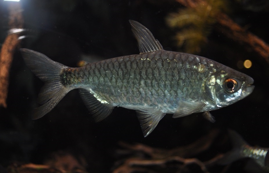 ZOOTOGRAFIANDO (6.100 ANIMALS): CHARACÍN DE COLA MANCHADA (Brycinus imberi)