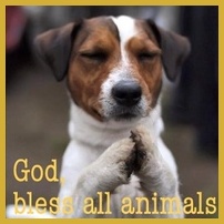 Reflections from Bon Bon Pond: January 2013