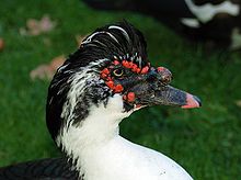 Blog Ana Robles Bravo: Animales raros.