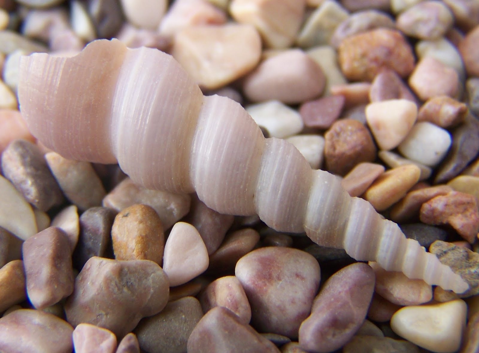 Pictures of Seashells: Pink Auger Spiral Sea Shells