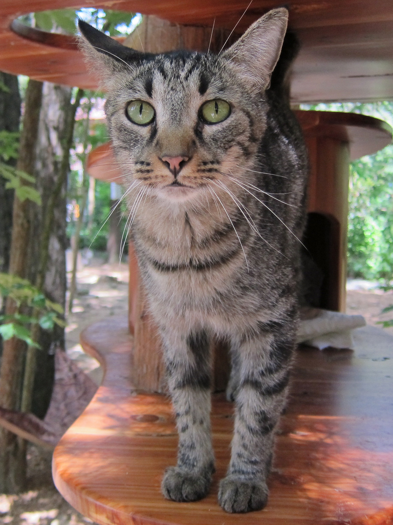 Cat of the Week: Kiernan - Goathouse Refuge