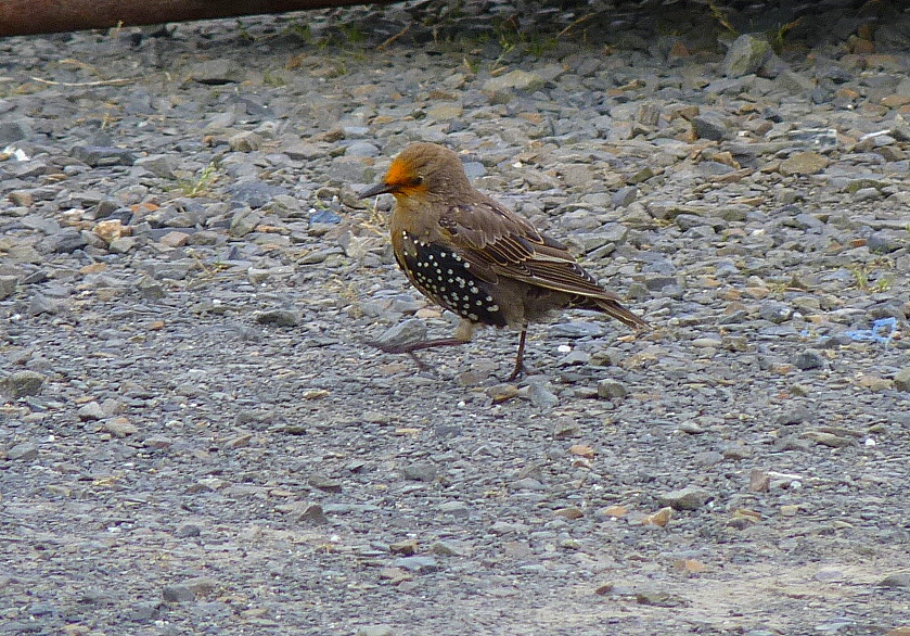 Birding For Pleasure: Mystery of the Orange Headed Starling!